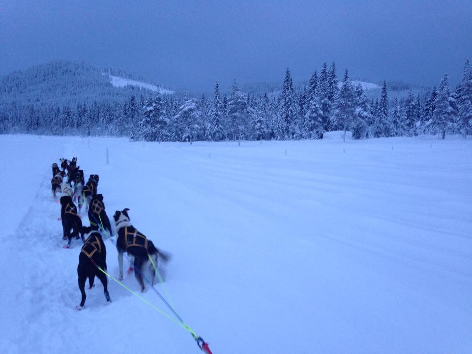 Hakasleppet 6 dager før start – Hakadal sledehundklubb